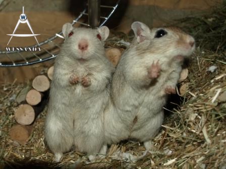 Wessanda Chris en Muis